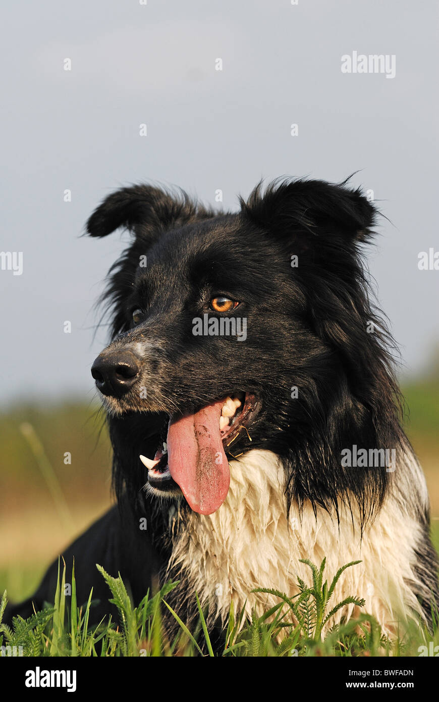 Border Collie Portrait Stock Photo - Alamy