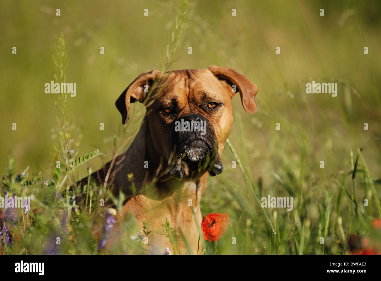 German Boxer Portrait Stock Photo - Alamy