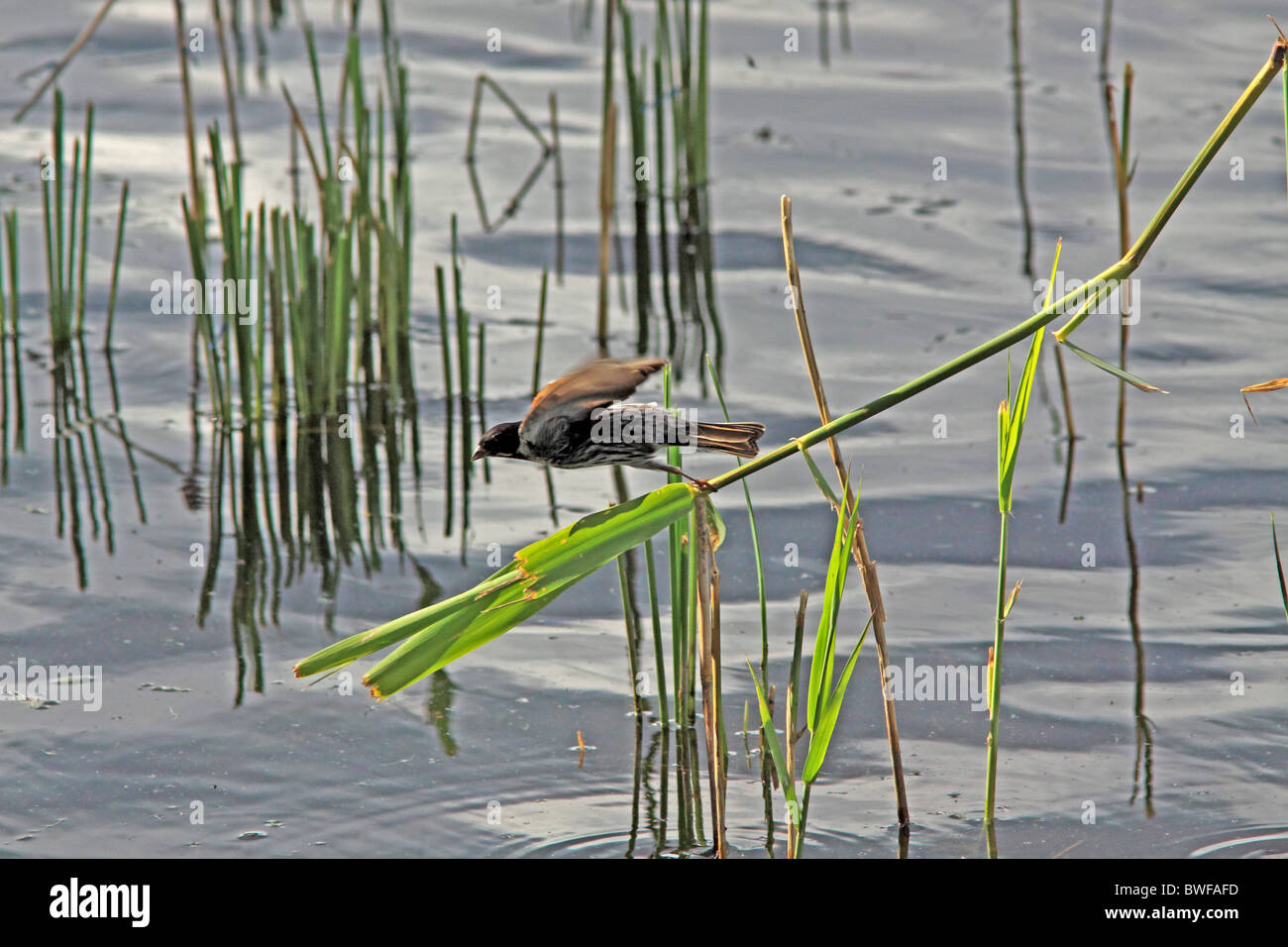 Reed Bunting on Reeds by Scottish Loch Stock Photo - Alamy