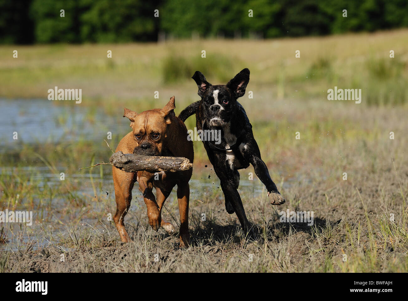 playing German Boxer Stock Photo - Alamy