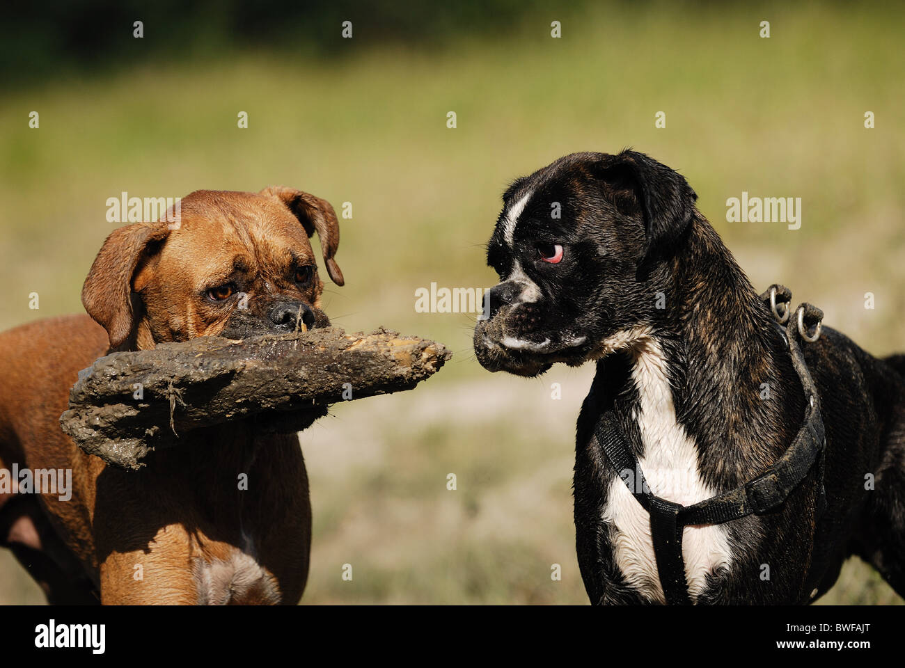 playing German Boxer Stock Photo - Alamy