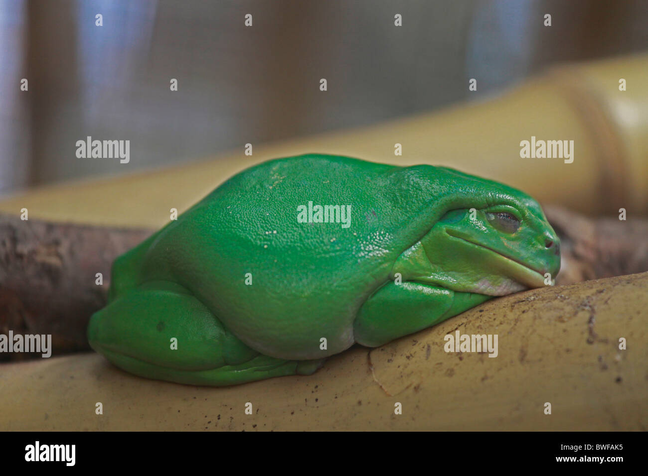White's tree frog, (Littoria caerulae )sleeping Stock Photo - Alamy