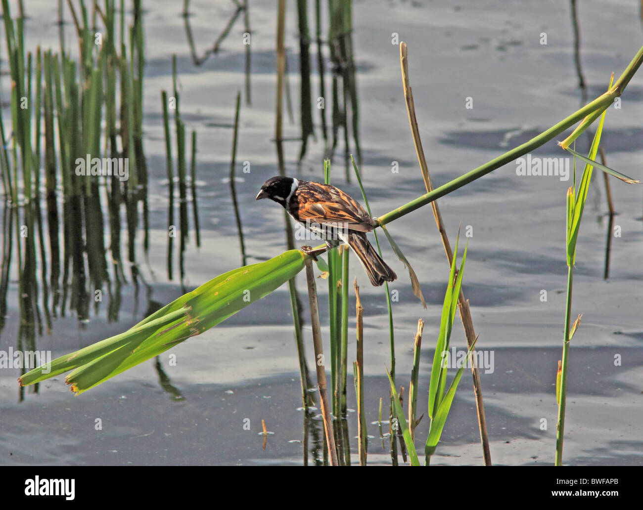 Reed Bunting on Reeds by Scottish Loch Stock Photo - Alamy