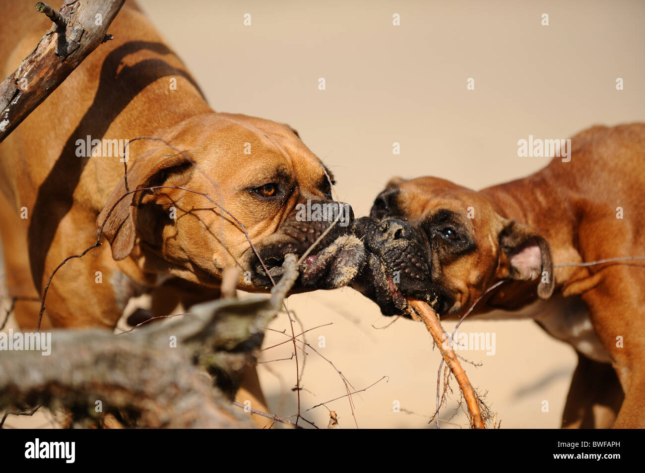 playing German Boxer Stock Photo - Alamy