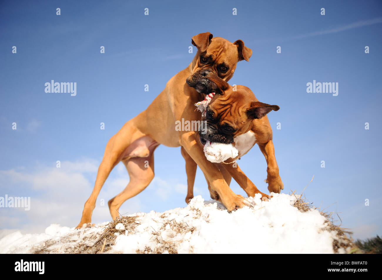 playing German Boxer Stock Photo - Alamy