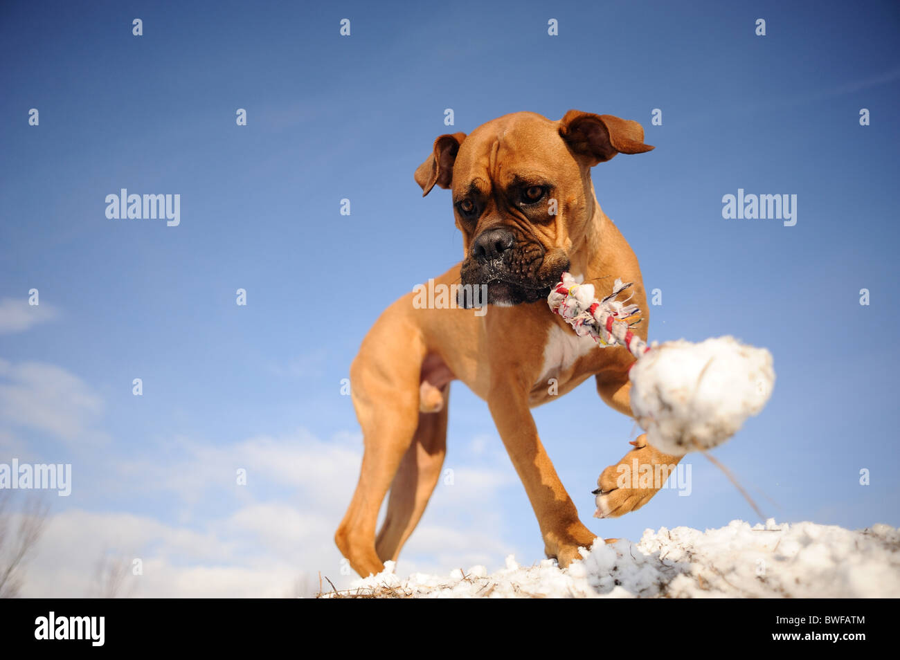 playing German Boxer Stock Photo - Alamy