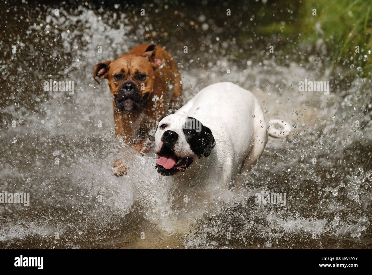 German bulldog hi-res stock photography and images - Alamy