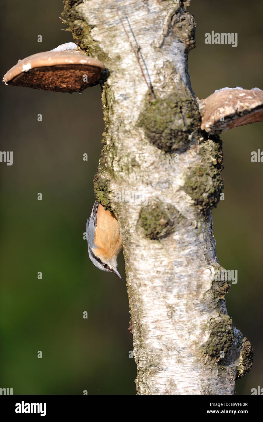 Wood nuthatch - Common Nuthatch - European nuthatch (Sitta europaea) on ...