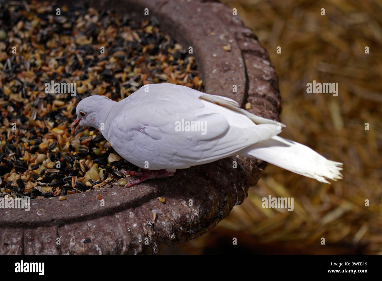 Dove eating seeds from pot Stock Photo - Alamy