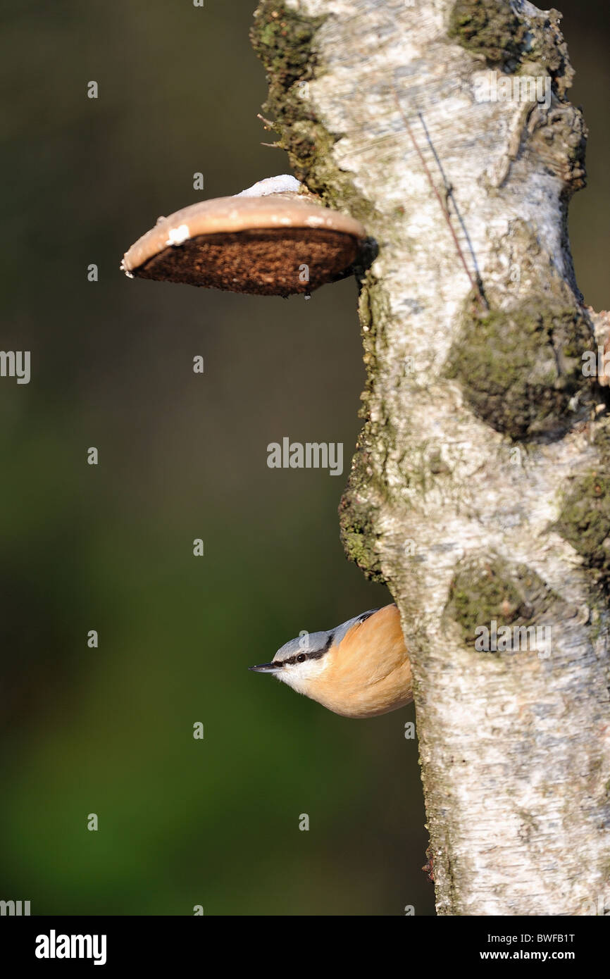 Wood nuthatch - Common Nuthatch - European nuthatch (Sitta europaea) on ...