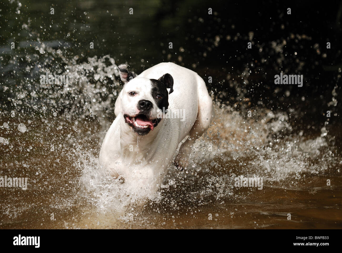 bathing American Bulldog Stock Photo - Alamy