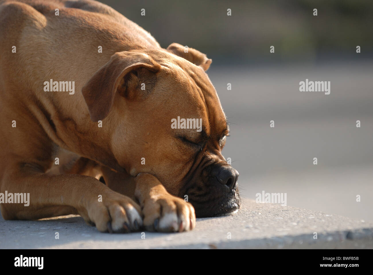 sleeping German Boxer Stock Photo - Alamy