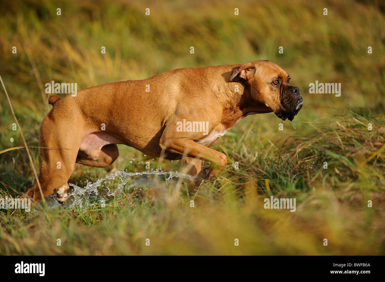 walking German Boxer Stock Photo - Alamy