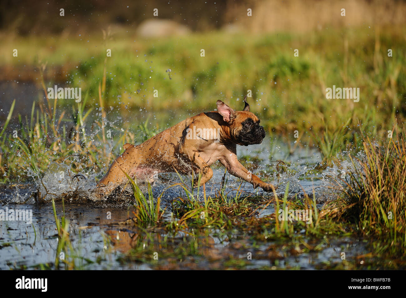 running German Boxer Stock Photo - Alamy