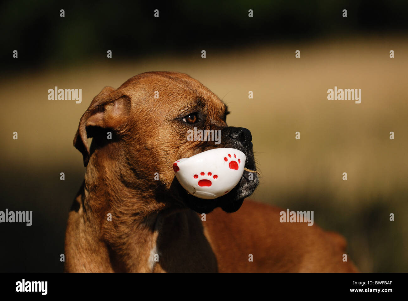 German Boxer Portrait Stock Photo - Alamy