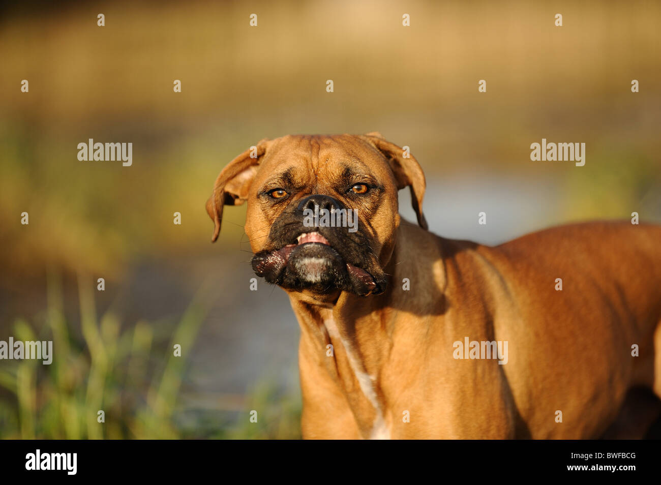 German Boxer Portrait Stock Photo - Alamy