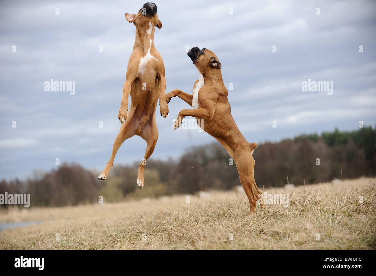 jumping German Boxer Stock Photo - Alamy