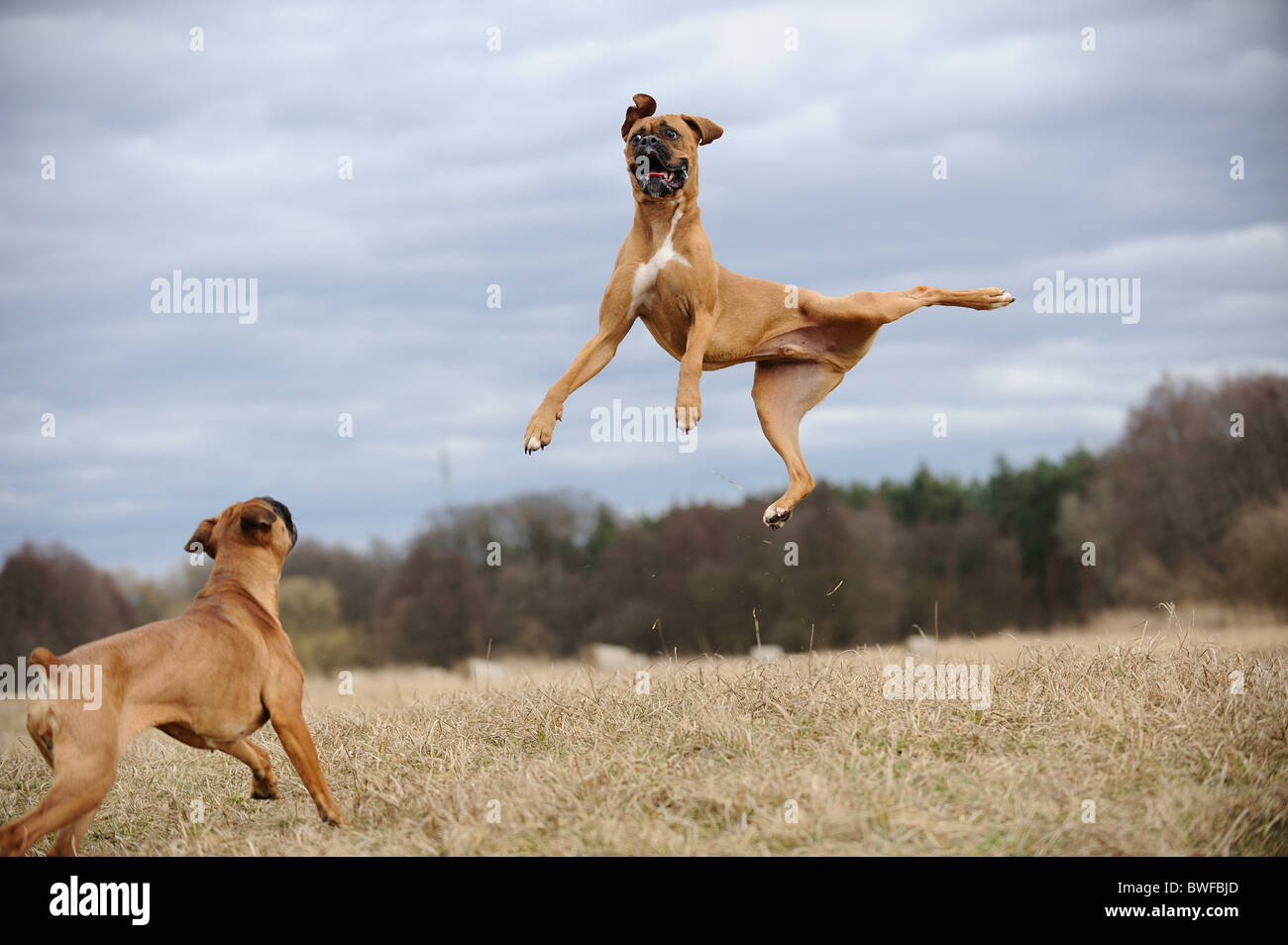 jumping German Boxer Stock Photo - Alamy