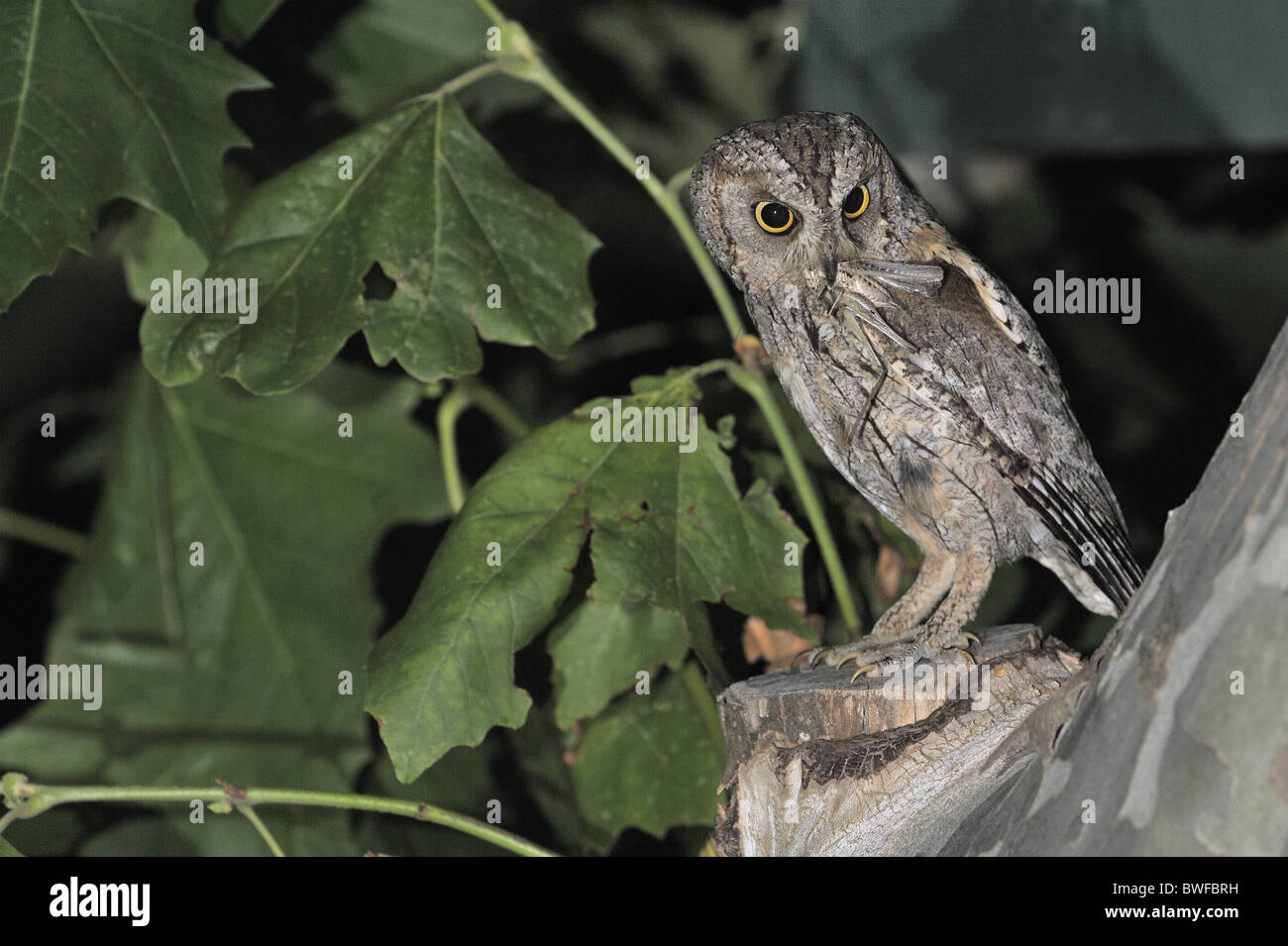 Scops owl - Eurasian scops owl - European scops owl (Otus scops ...
