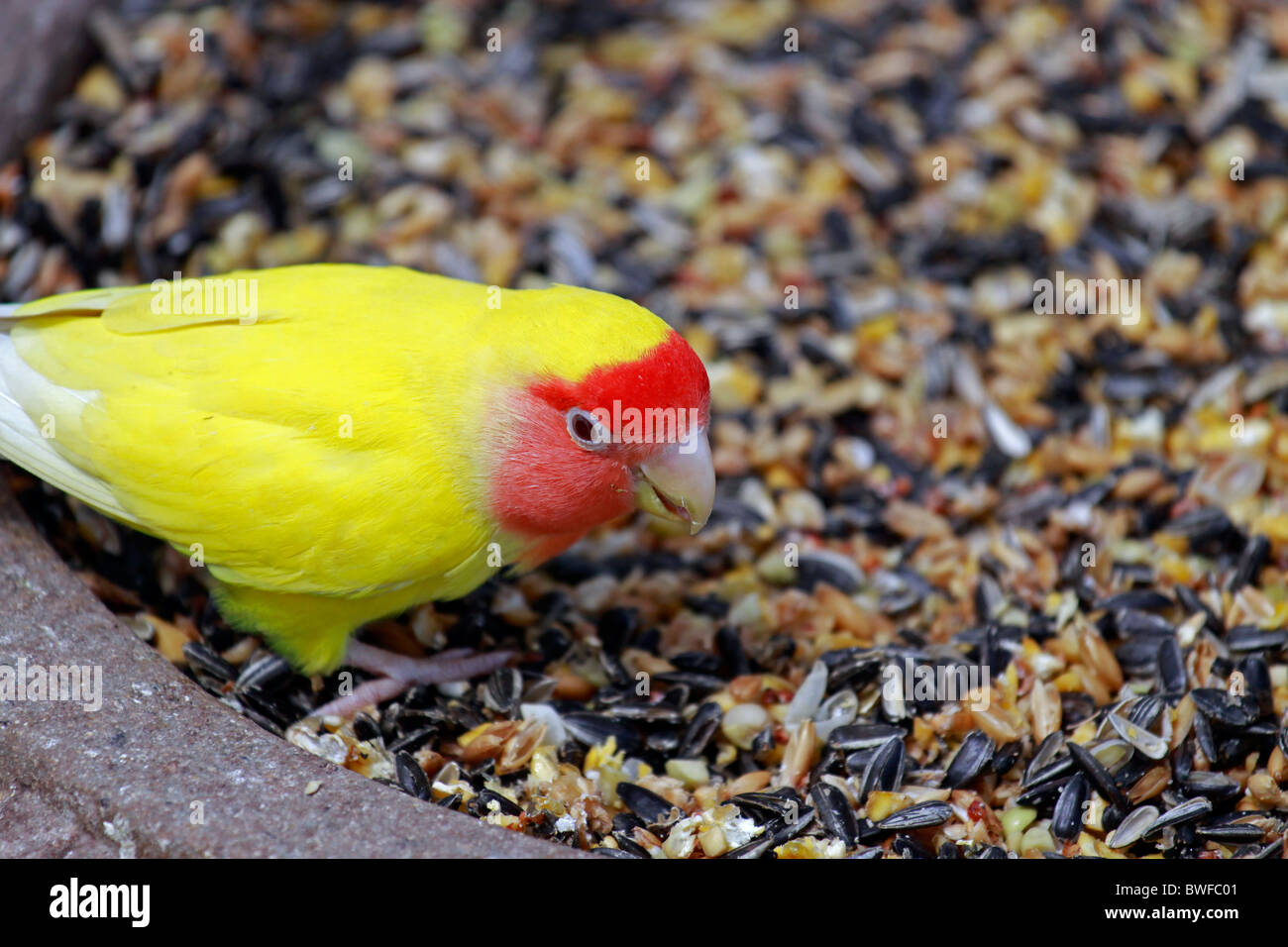 Small yellow bird eating a variety of seeds Stock Photo - Alamy