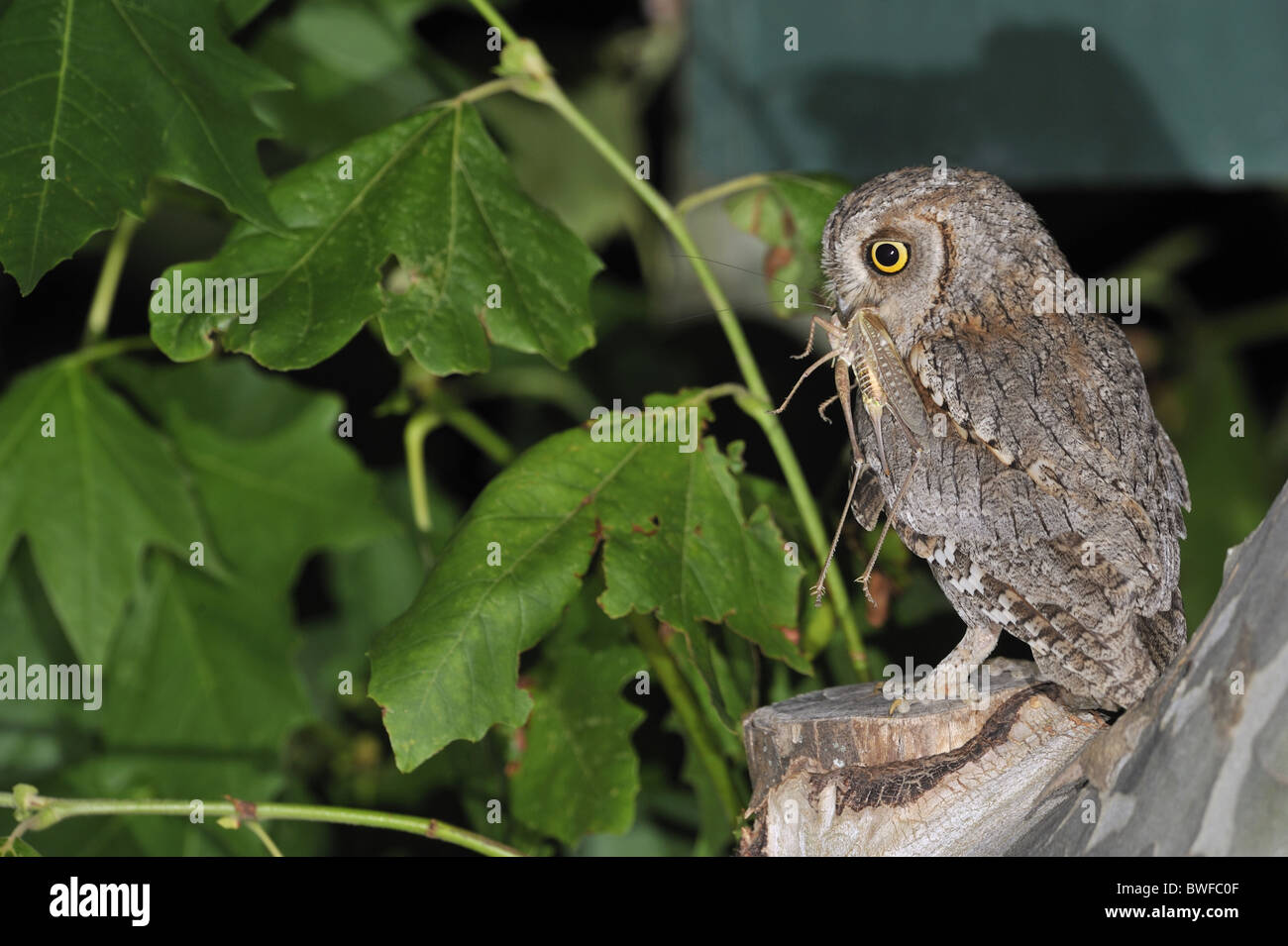 Scops owl - Eurasian scops owl - European scops owl (Otus scops ...