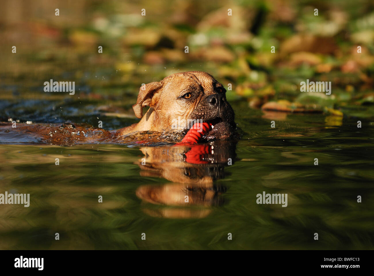 swimming German Boxer Stock Photo - Alamy