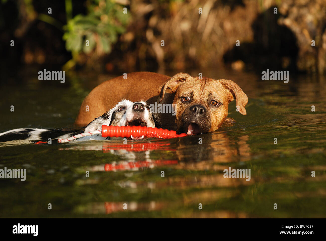 2 dogs swimming hi-res stock photography and images - Alamy
