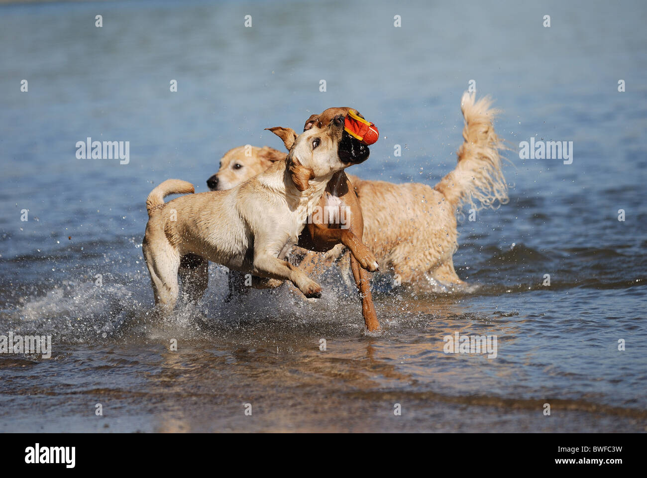 3 dogs playing hi-res stock photography and images - Alamy