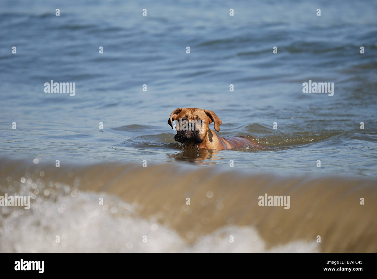 swimming German Boxer Stock Photo - Alamy
