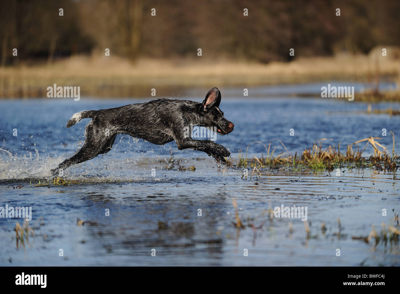 running German wirehaired Pointer Stock Photo - Alamy
