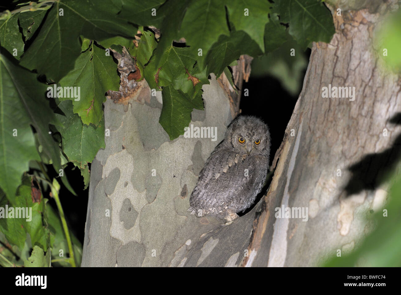 Scops owl - Eurasian scops owl - European scops owl (Otus scops) chick ...