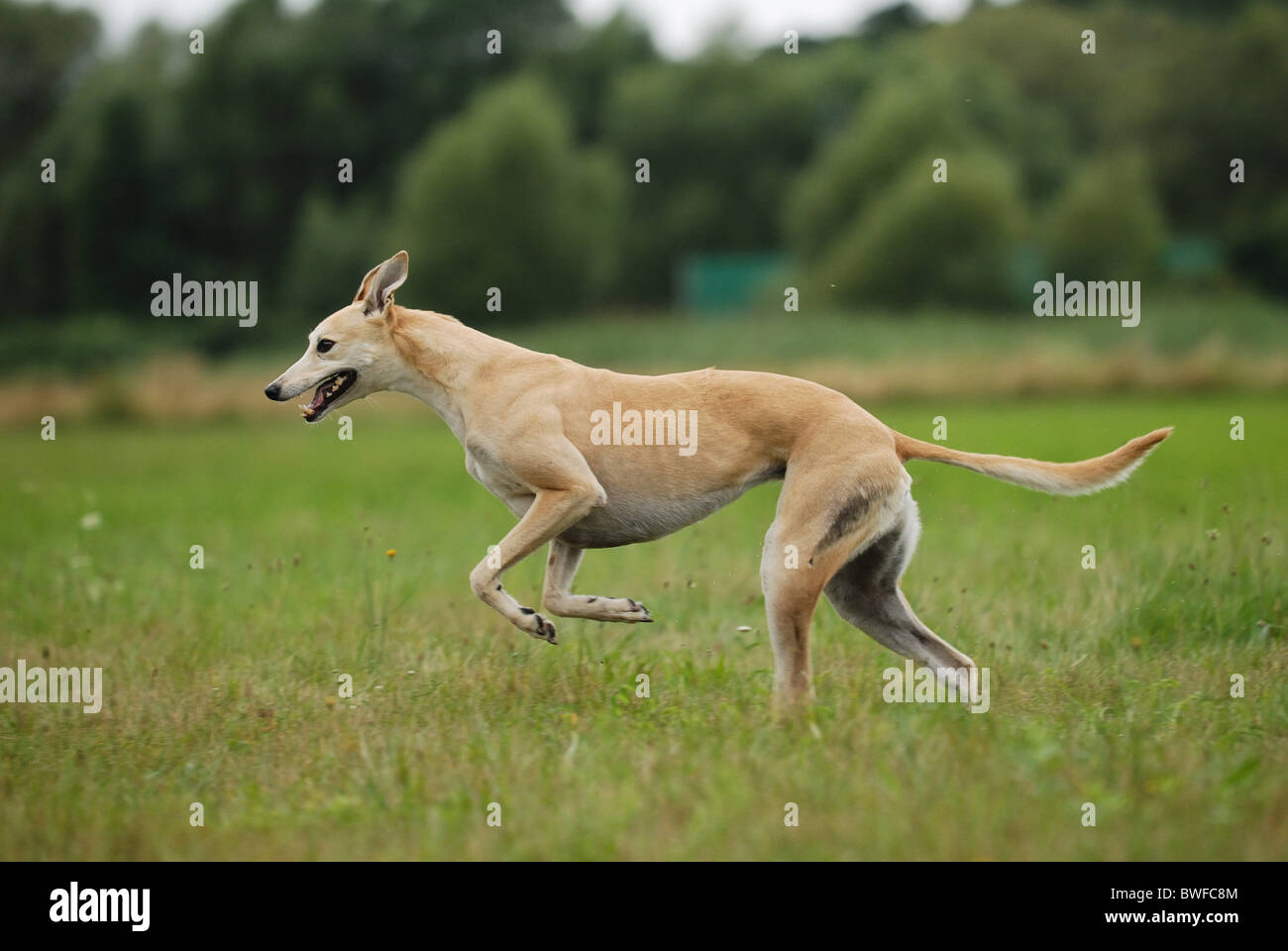Running greyhounds hi-res stock photography and images - Alamy