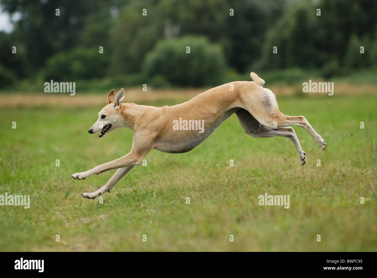Running greyhounds hi-res stock photography and images - Alamy