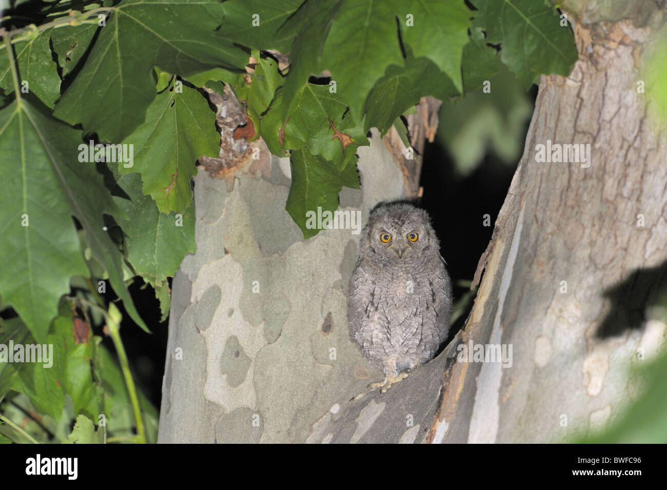 Scops owl - Eurasian scops owl - European scops owl (Otus scops) chick ...