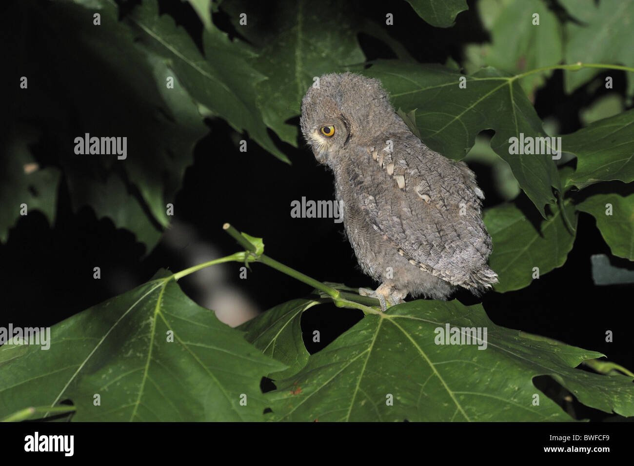 Scops owl - Eurasian scops owl - European scops owl (Otus scops) chick ...