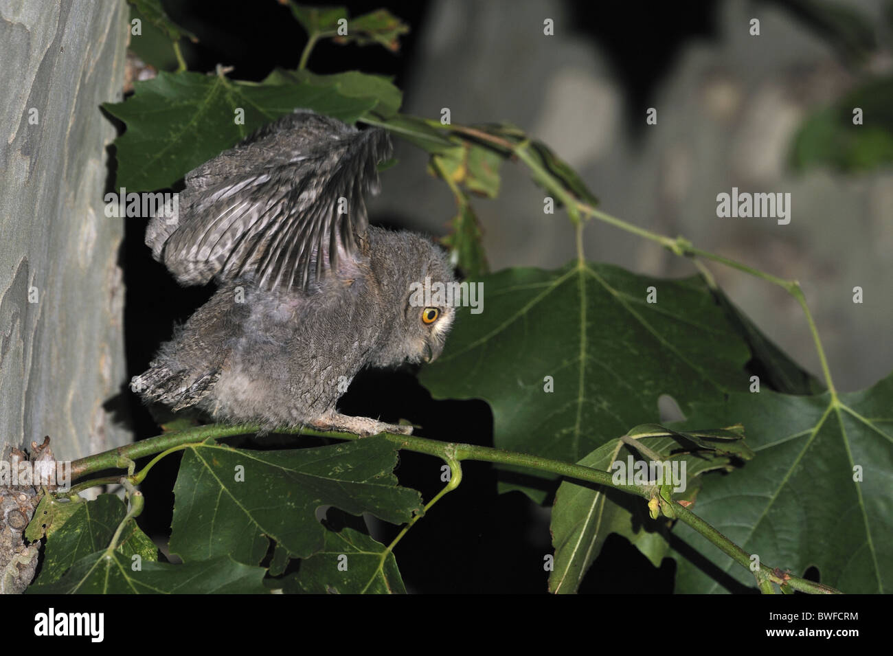 Scops owl - Eurasian scops owl - European scops owl (Otus scops) chick ...