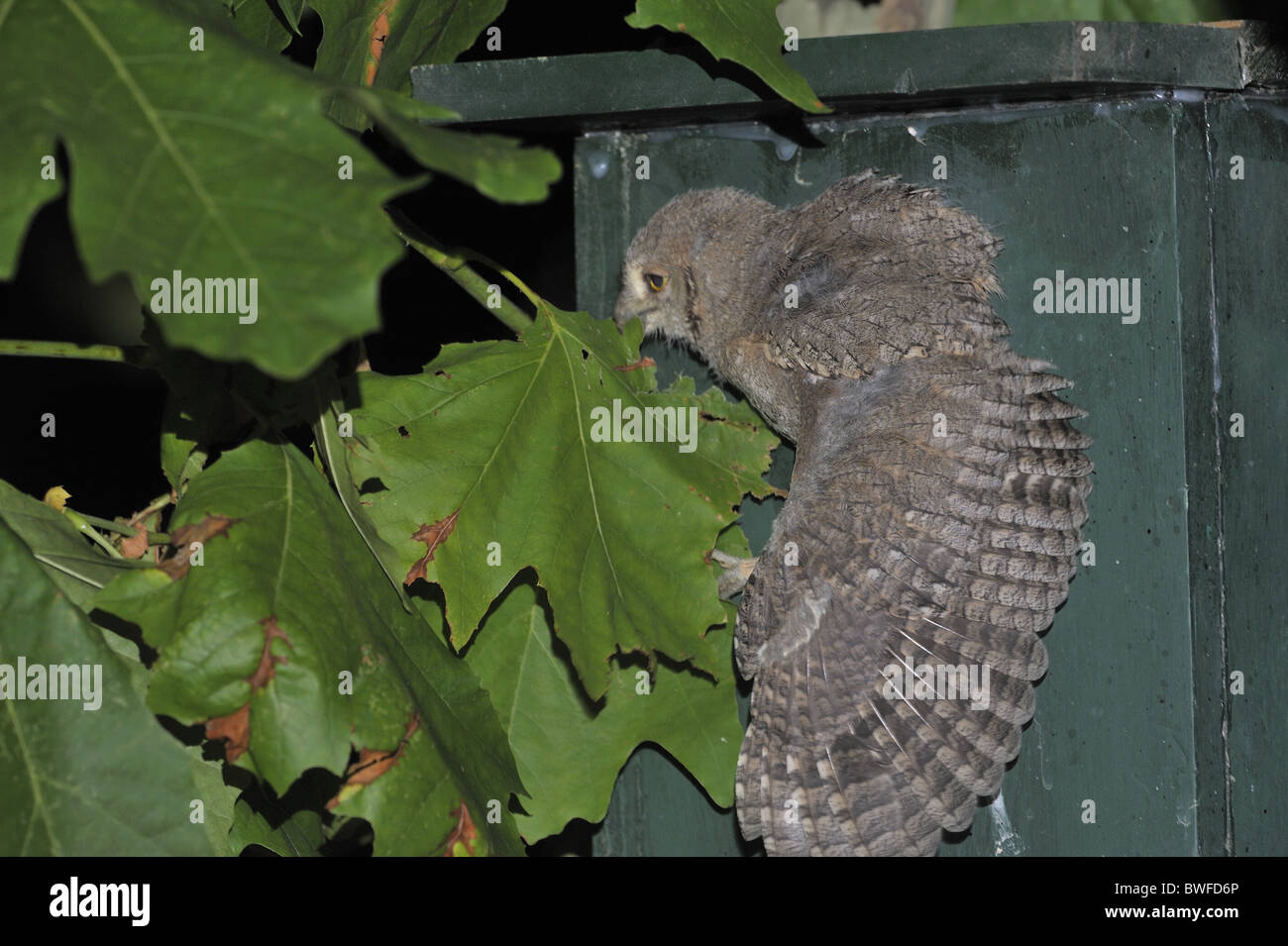 Scops owl - Eurasian scops owl - European scops owl (Otus scops) chick ...