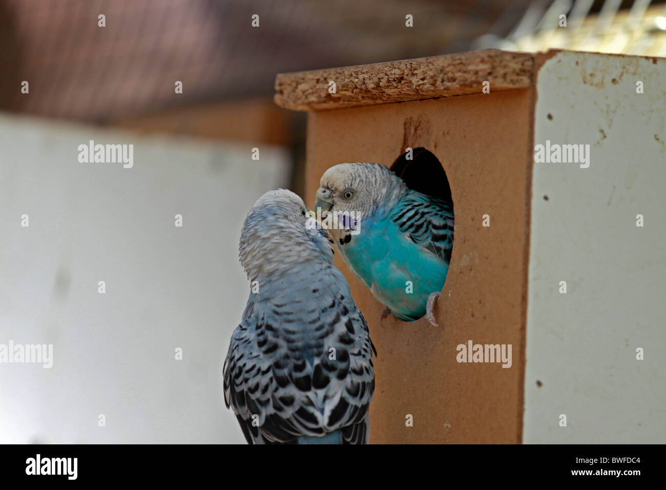 Common Pet Parakeet, or Shell Parakeet (Melopsittacus undulatus ...