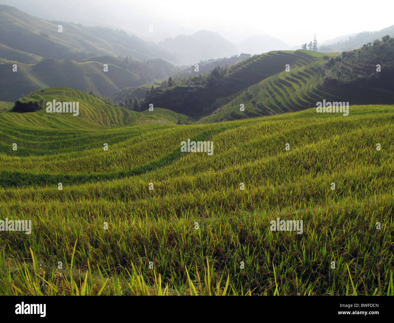 Ping An Rice Terraces, Longsheng, Longji, Guilin, China Stock Photo - Alamy