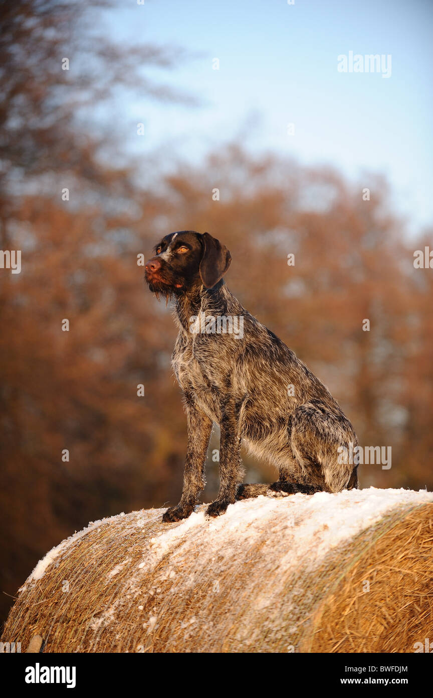 German wirehaired Pointer Stock Photo - Alamy