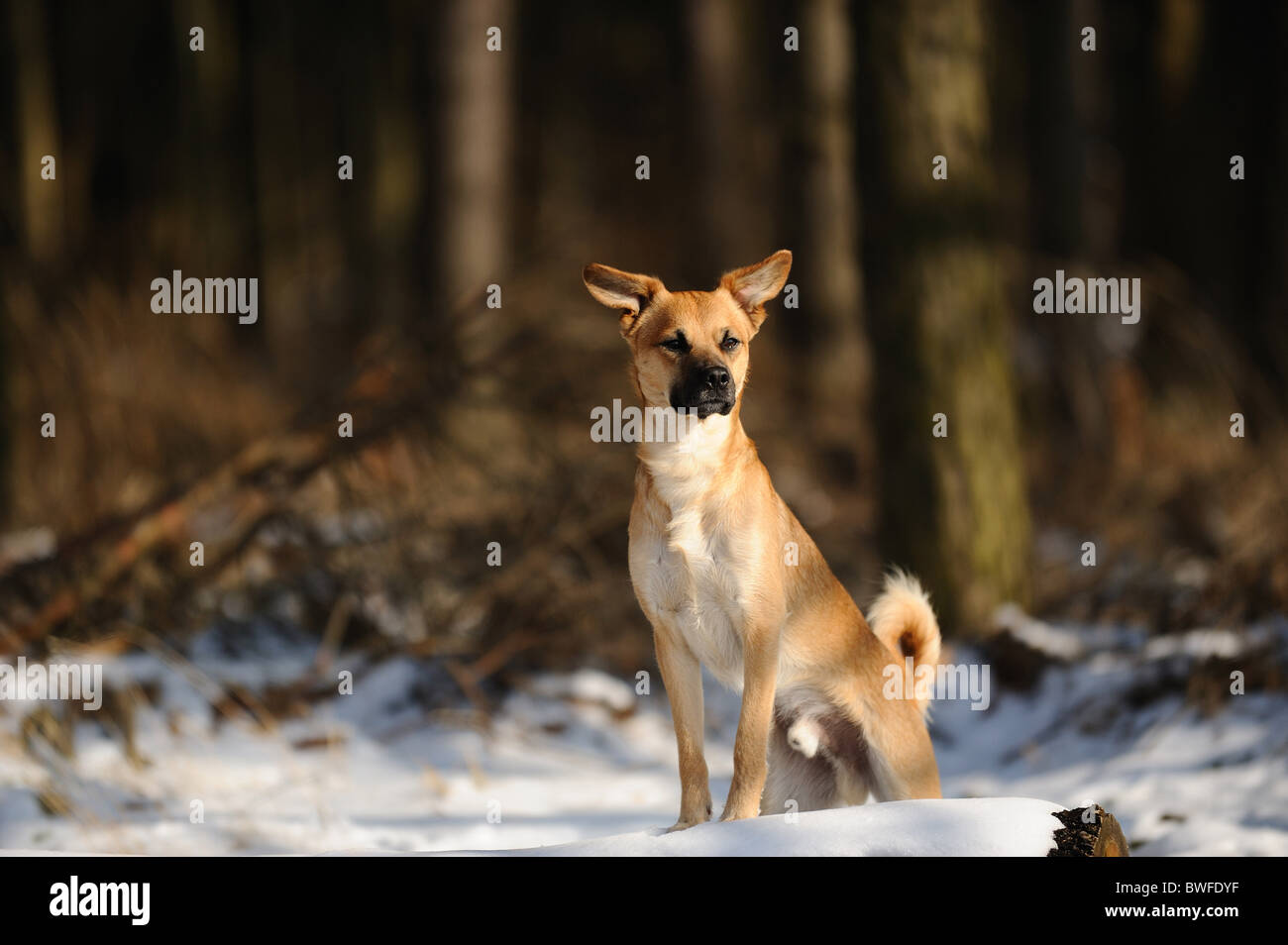 Small dogs mongrels hi-res stock photography and images - Alamy