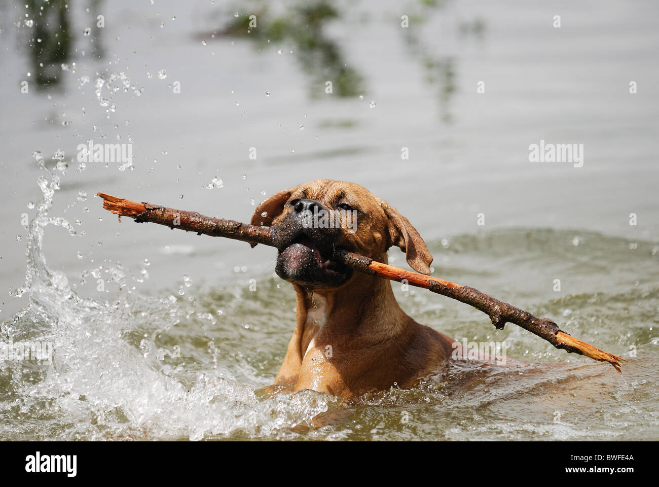 swimming German Boxer Stock Photo - Alamy