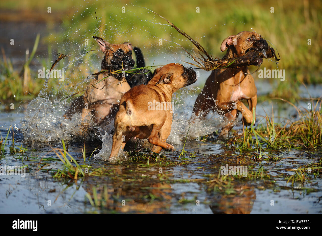 Three dogs stick hi-res stock photography and images - Alamy