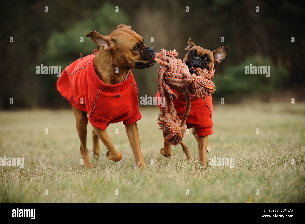 playing German Boxer Stock Photo - Alamy