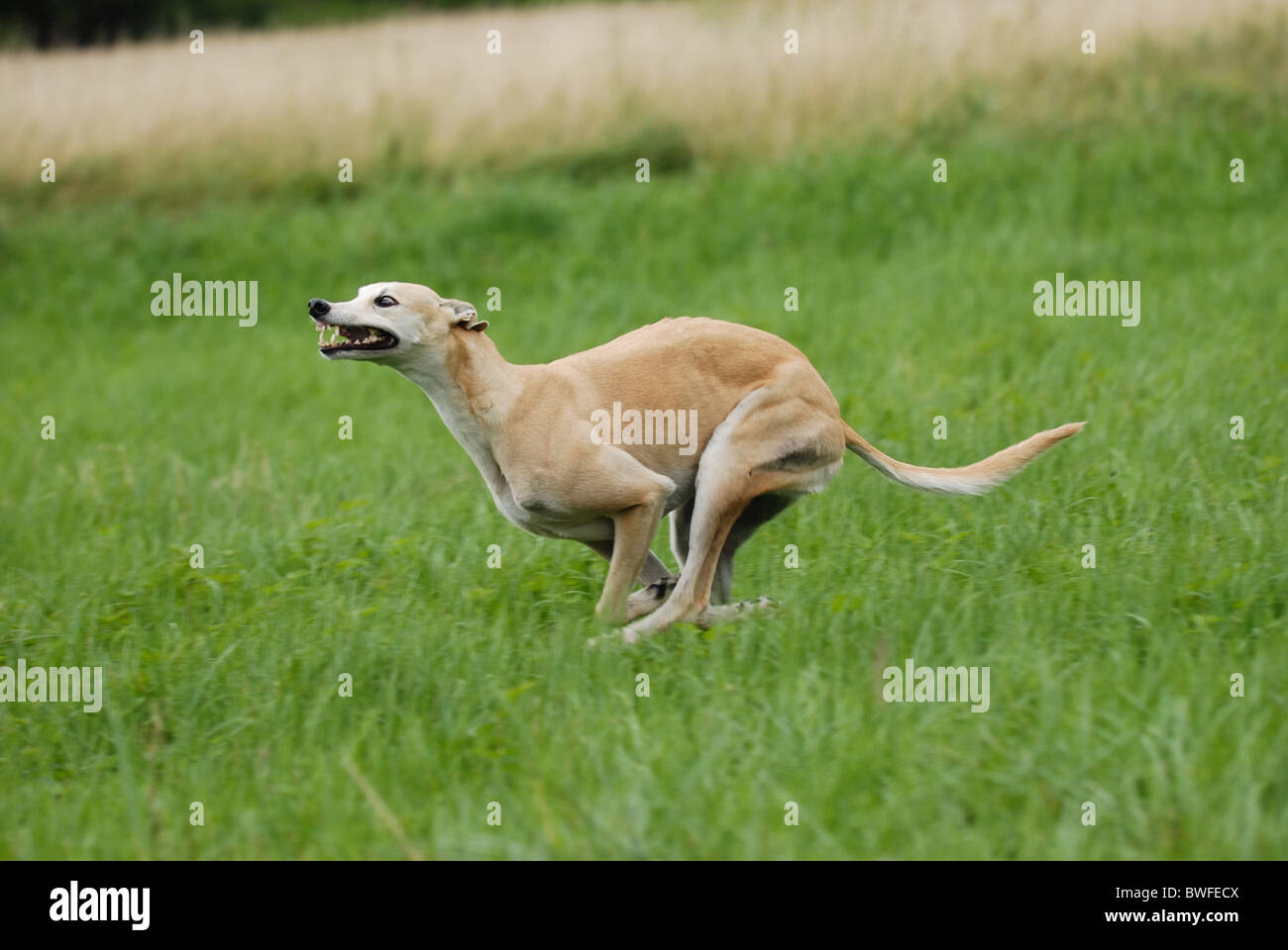 Greyhounds running hi-res stock photography and images - Alamy
