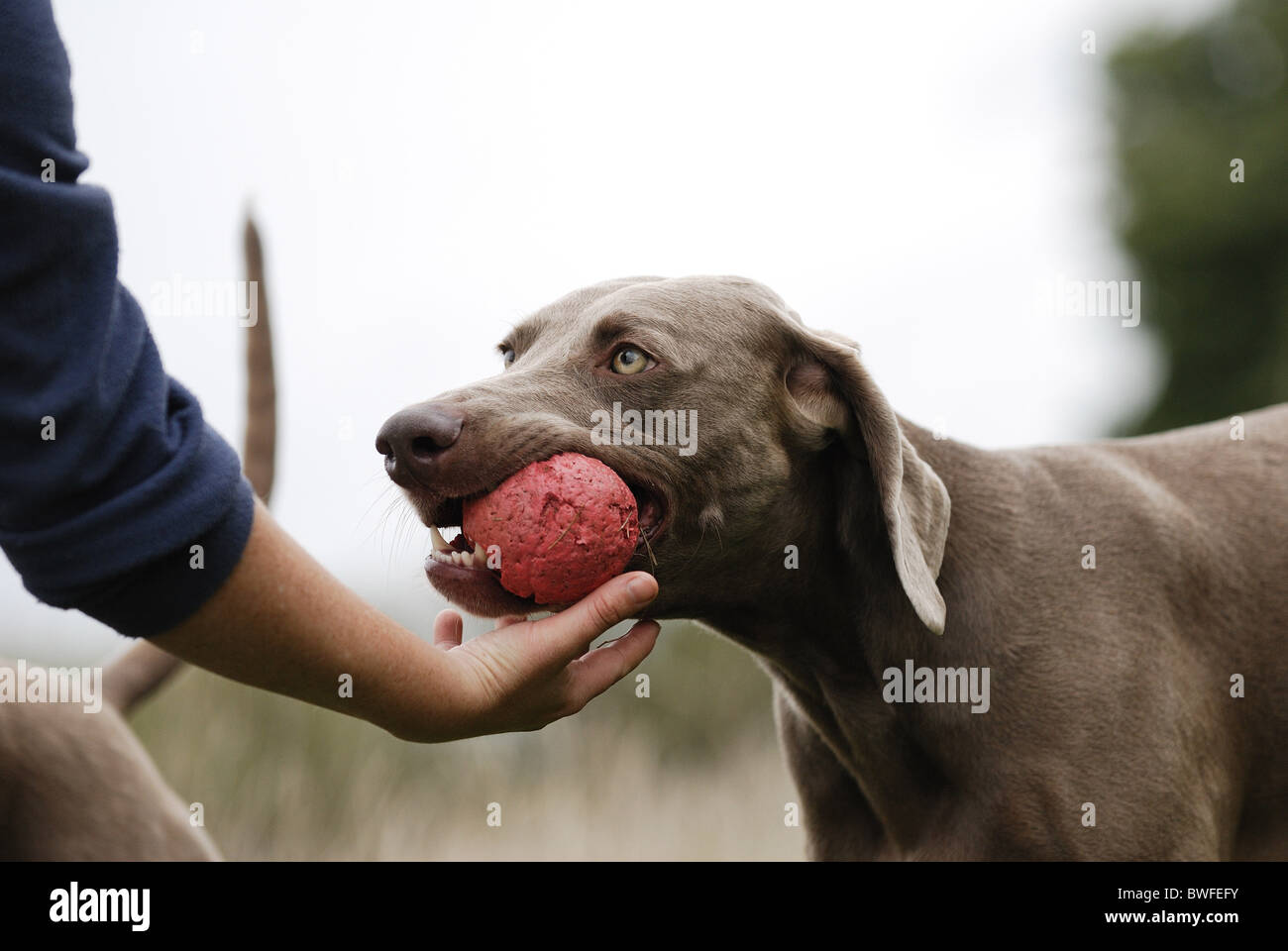 Weimaraner dog ball mouth hi-res stock photography and images - Alamy