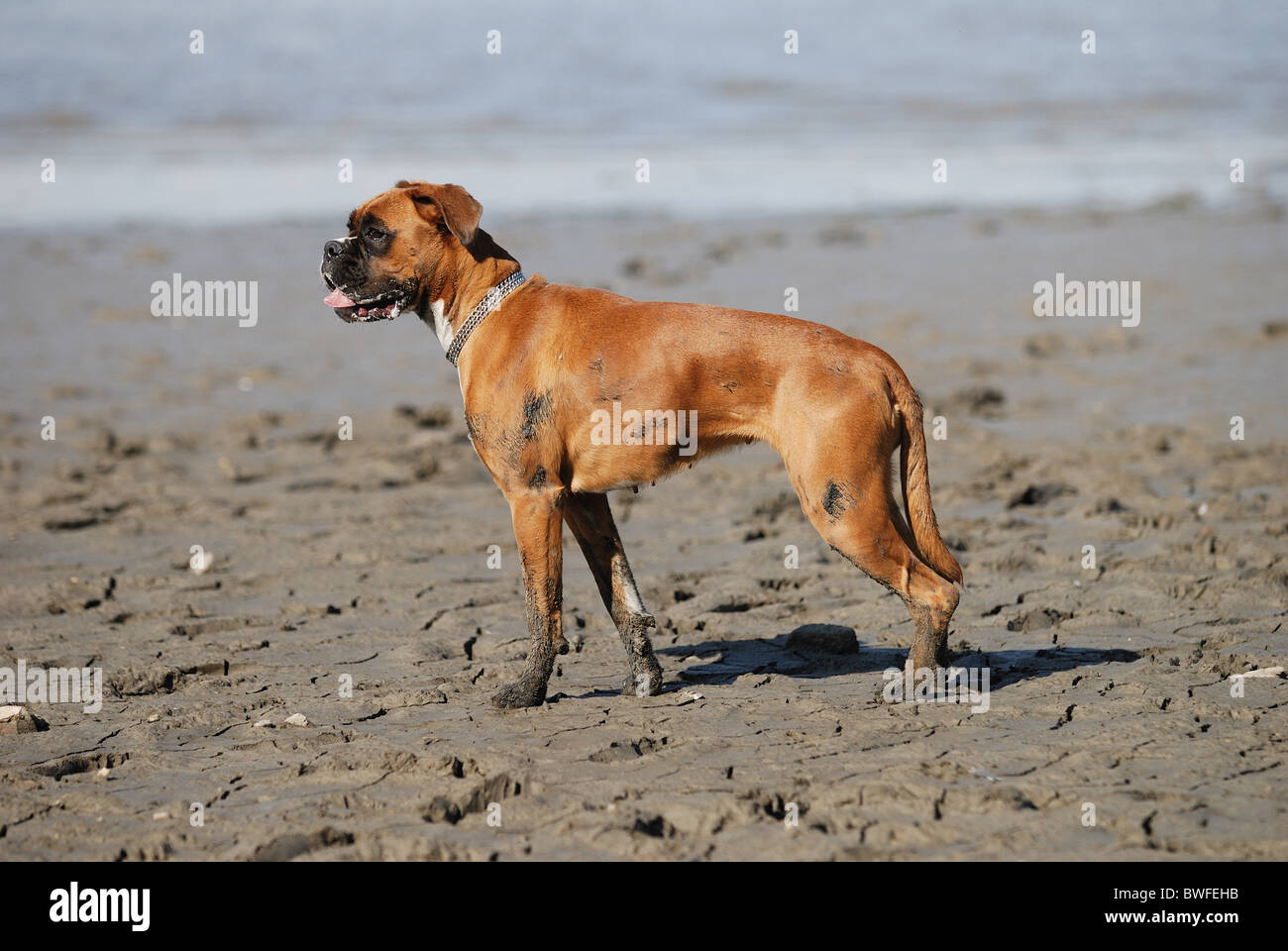 Slobbery tongue hi-res stock photography and images - Alamy