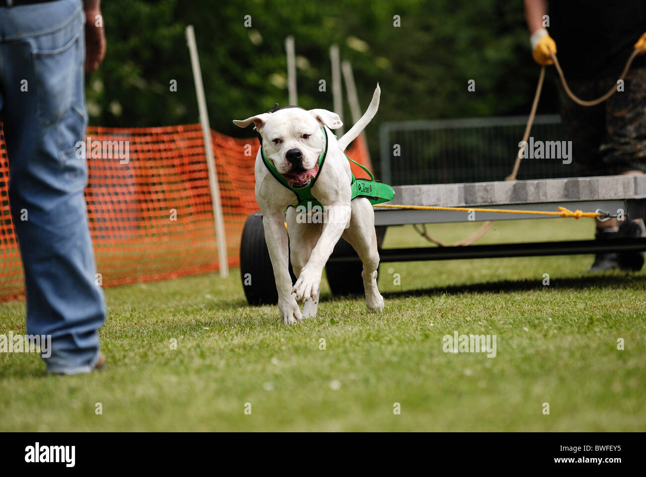 Bull pulling hi-res stock photography and images - Alamy