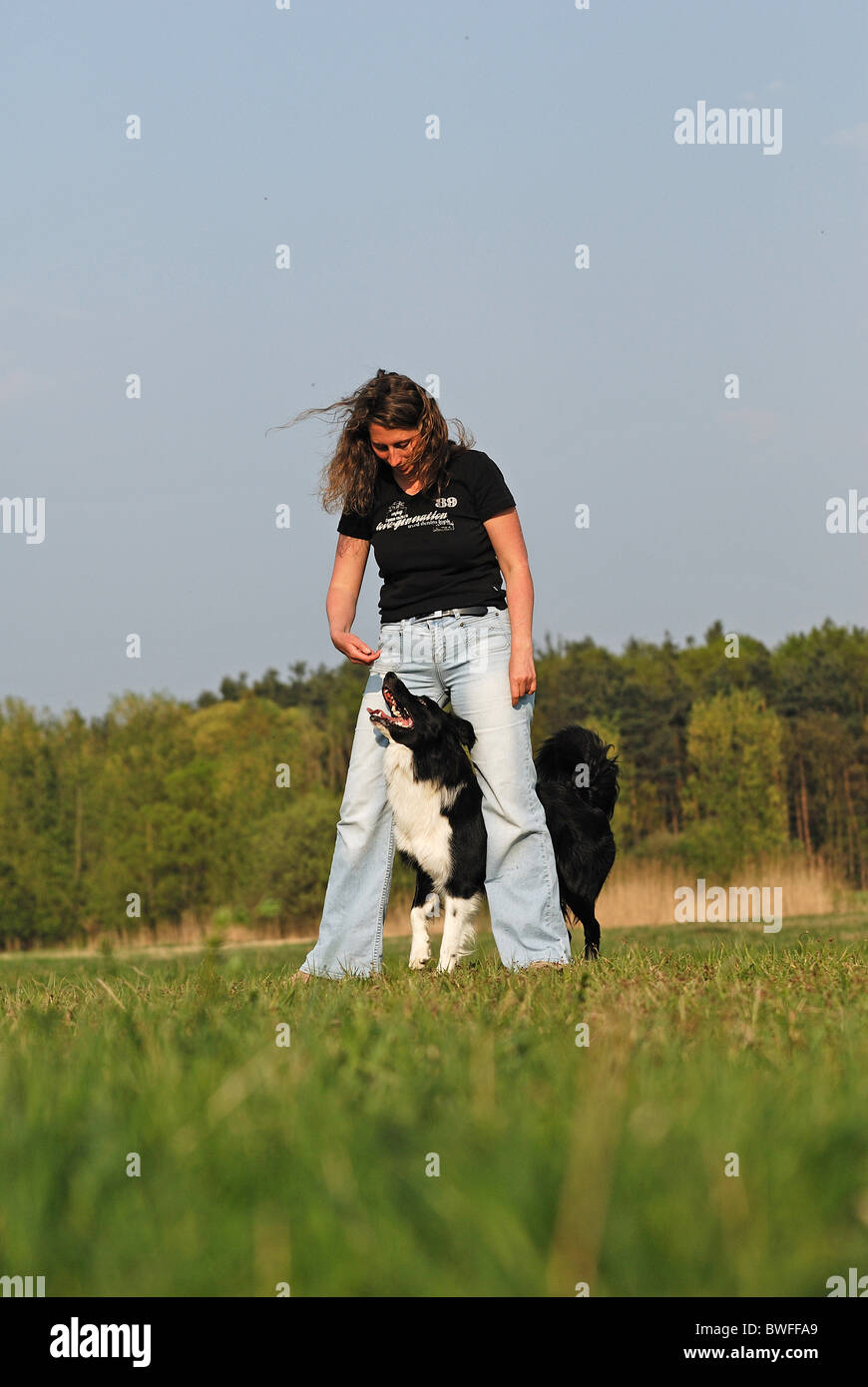 Border Collie shows dog dance Stock Photo - Alamy