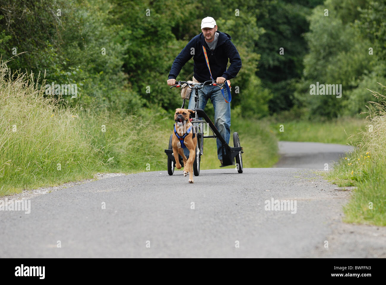 German Boxer at pulling Stock Photo - Alamy